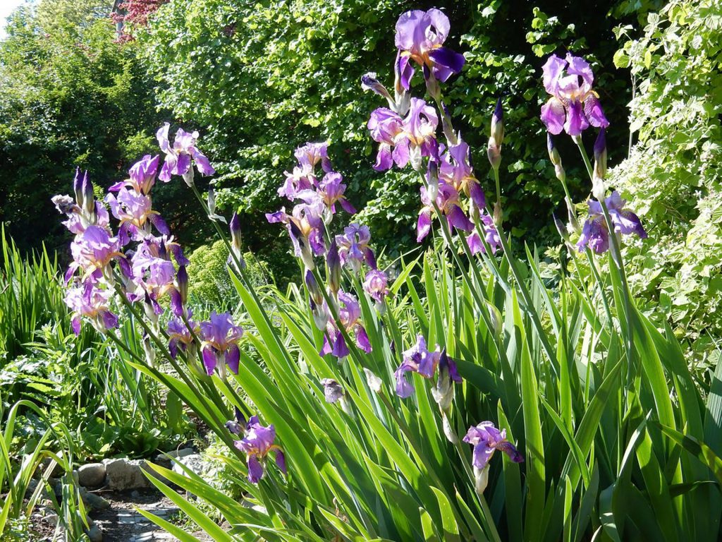 THRIVE Soil Amender - Veratec